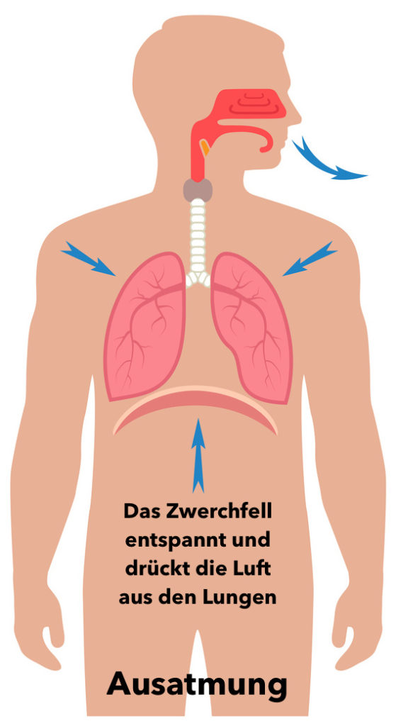 Die Anatomie der Atmung + Übung zur Entladung (mit VIDEO) – kuyome